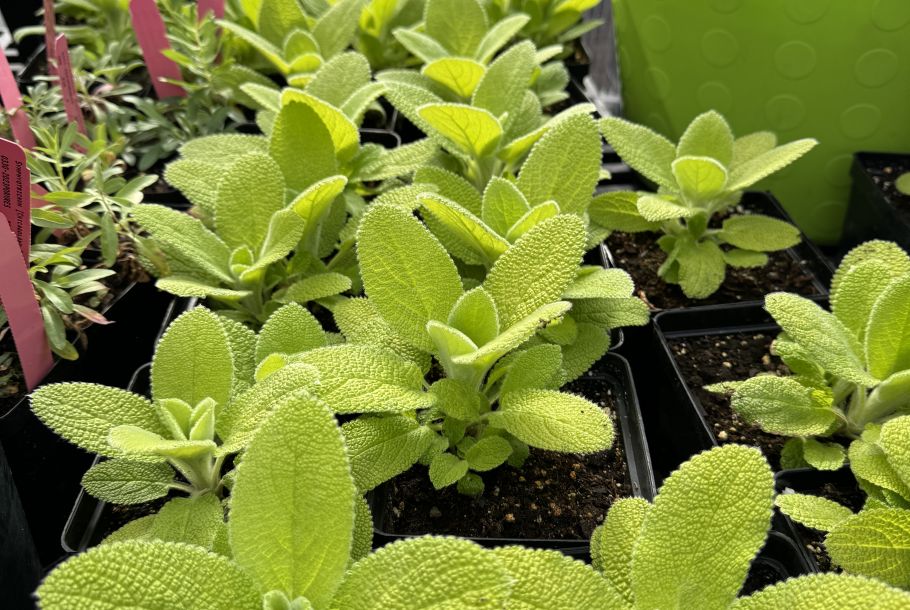 Stachys Key Lime