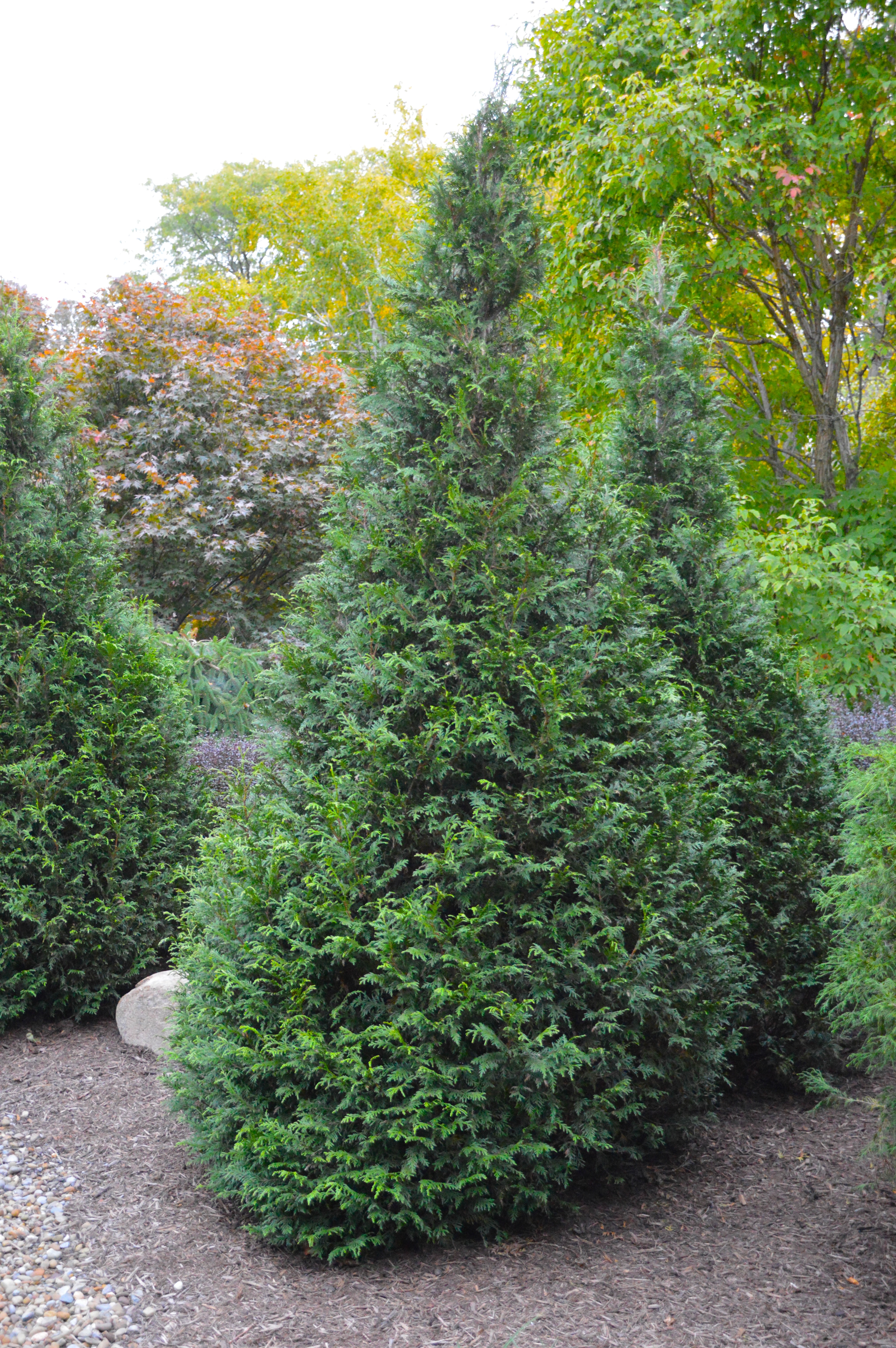 Thuja Junior Giant