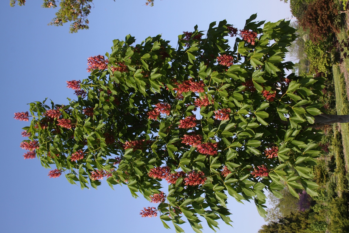 Aesculus Mystic Ruby™