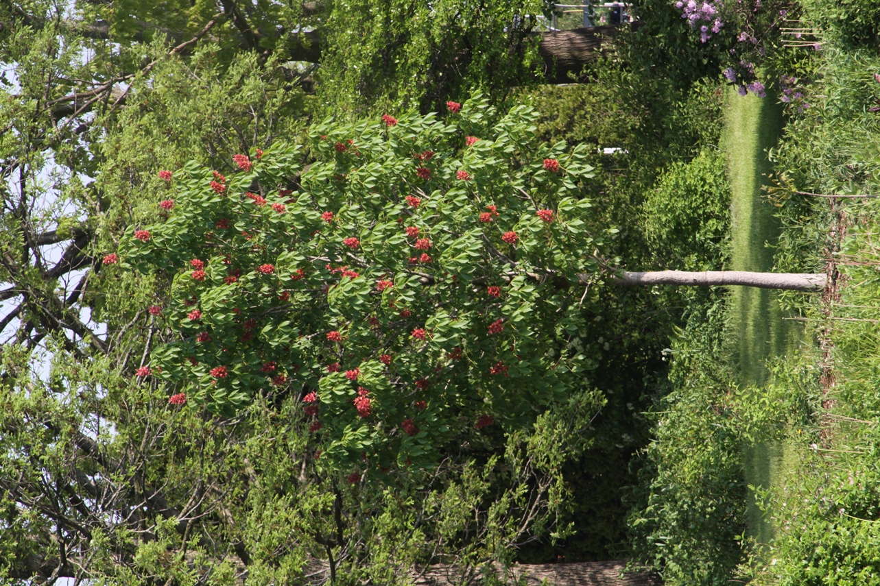 Aesculus Mystic Ruby™