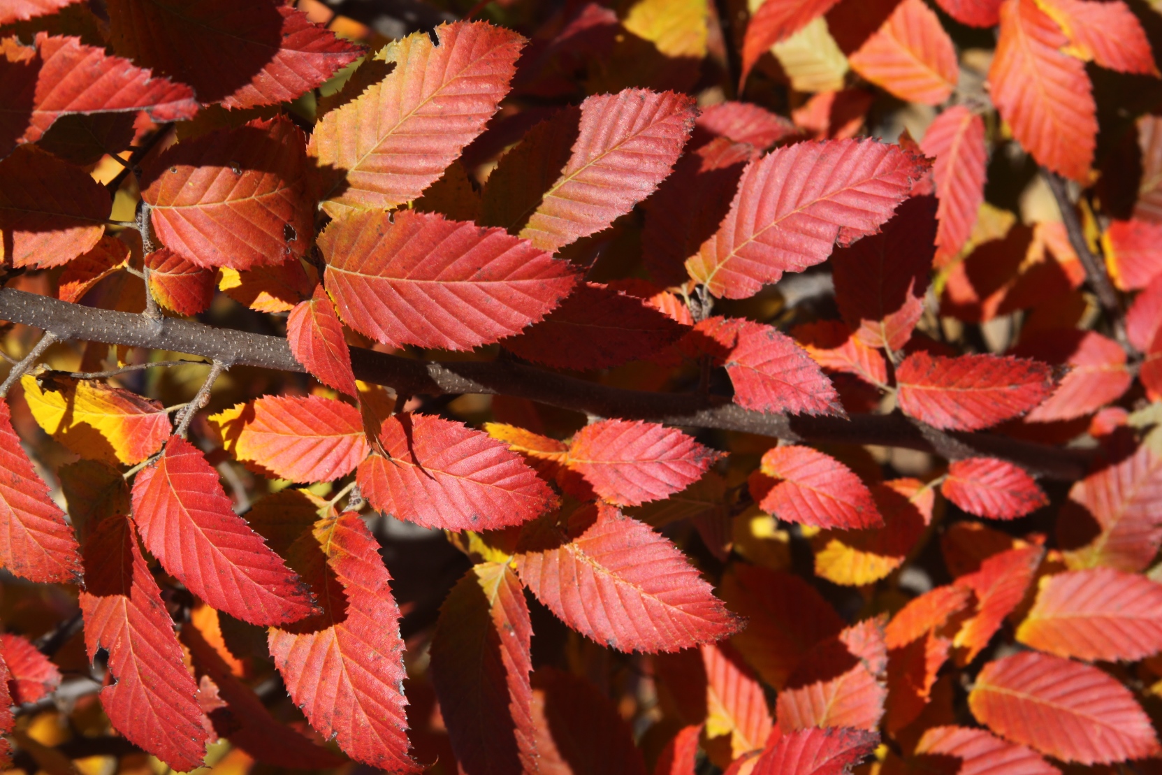 Carpinus caroliniana Fire King®