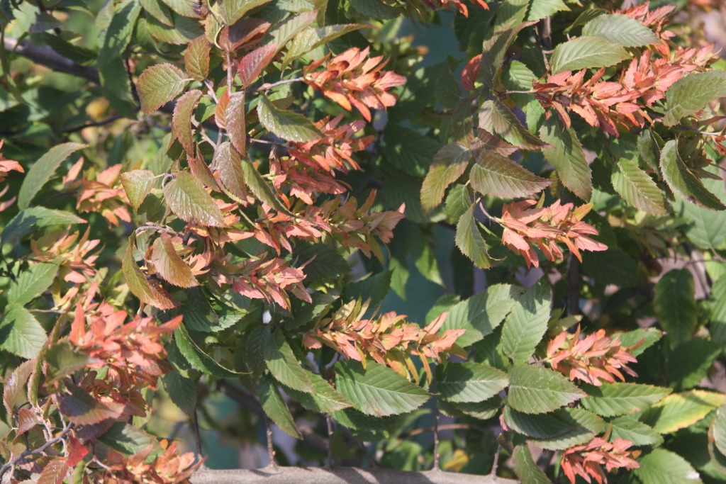 Carpinus caroliniana Fire King®