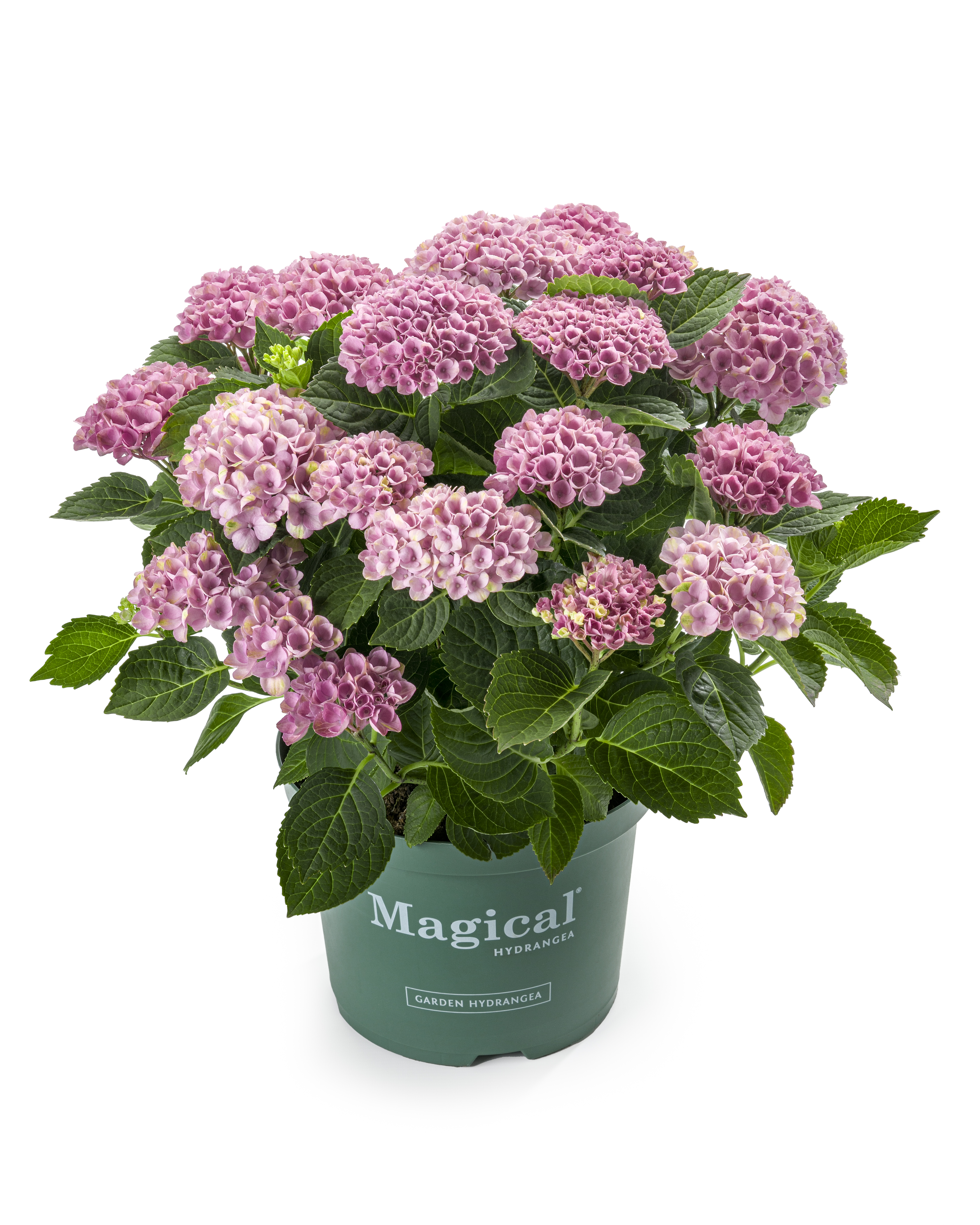 Hydrangea macrophylla Magical® Elizabeth Ashley™