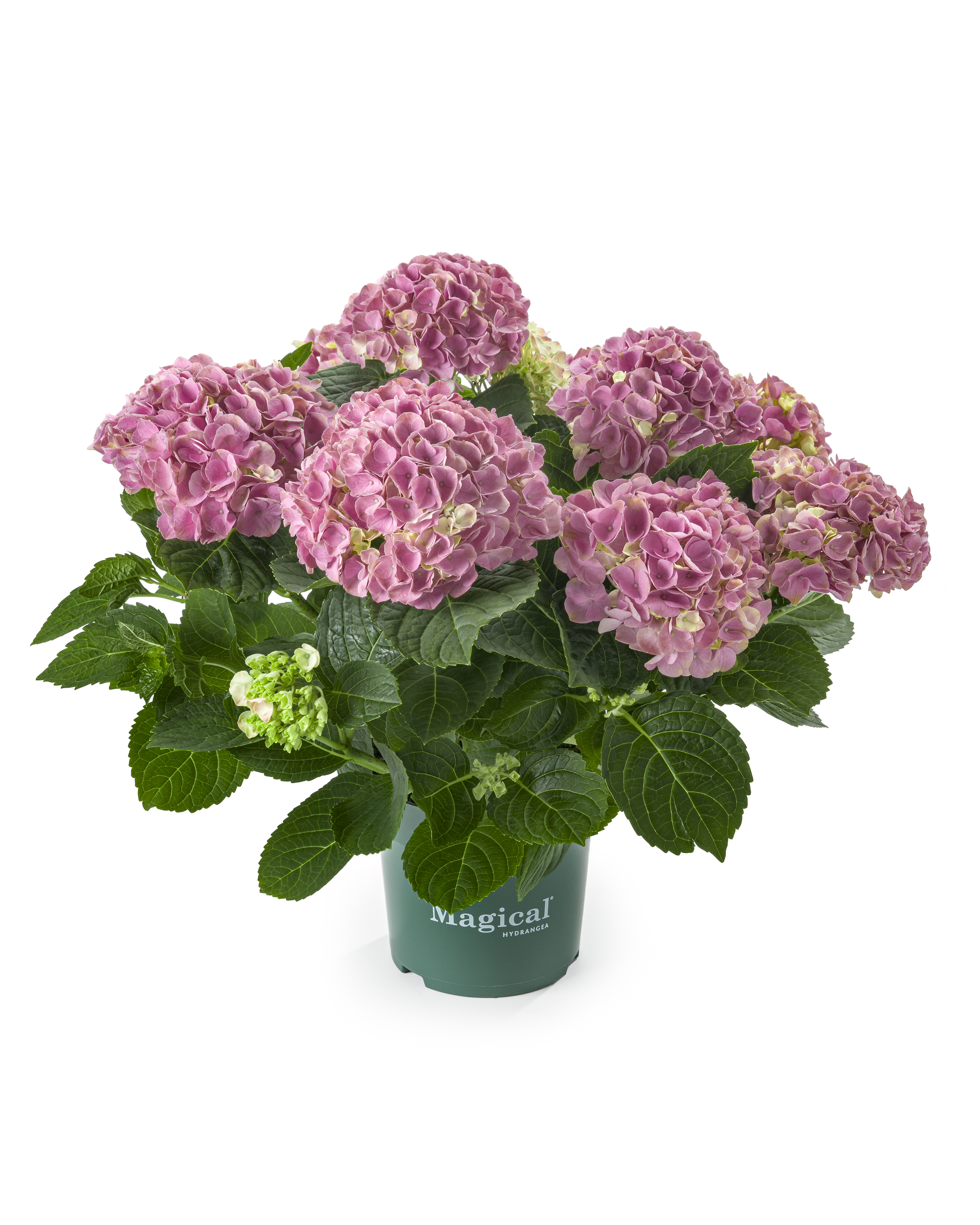 Hydrangea macrophylla Magical® Elizabeth Ashley™