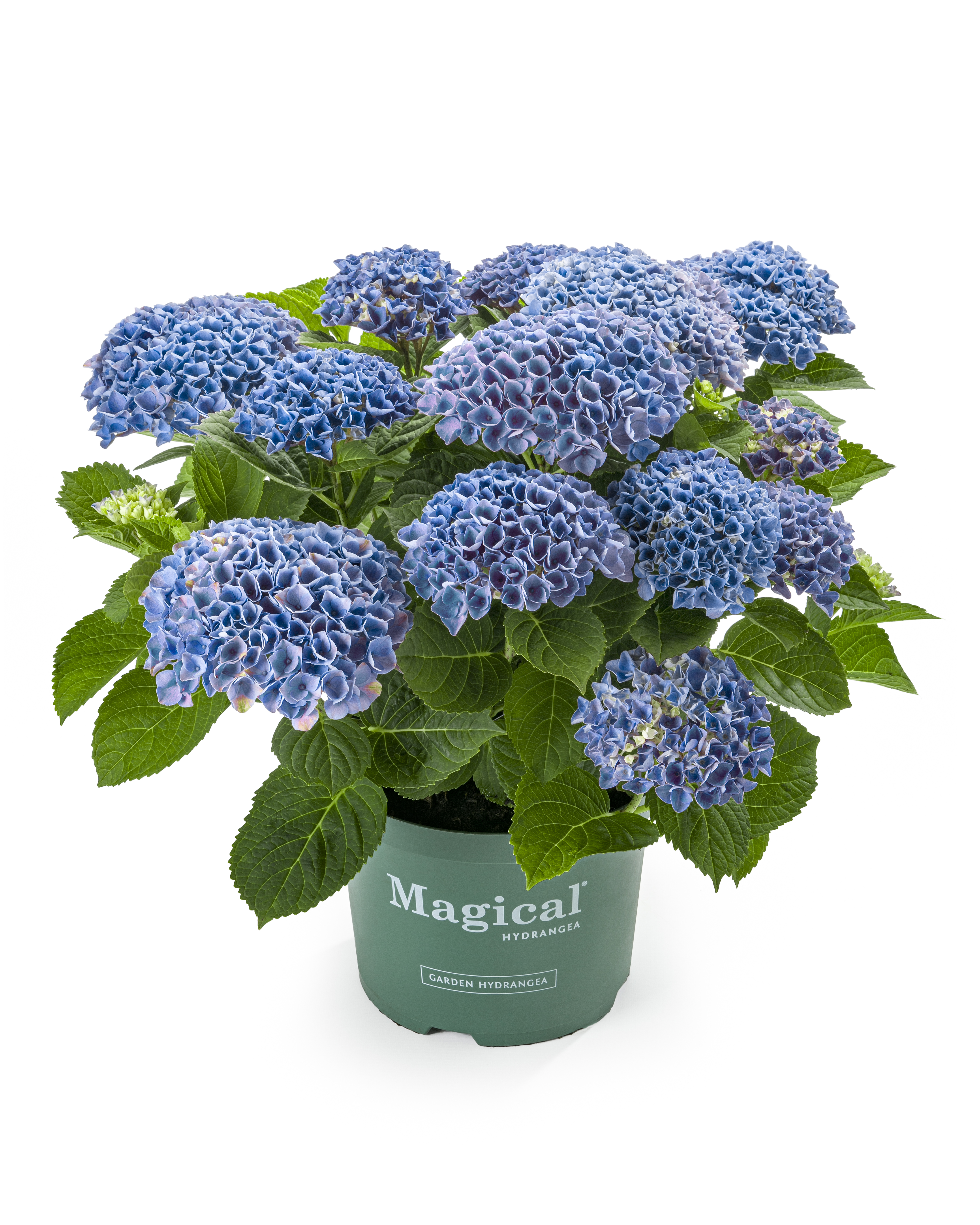 Hydrangea macrophylla Magical® Elizabeth Ashley™