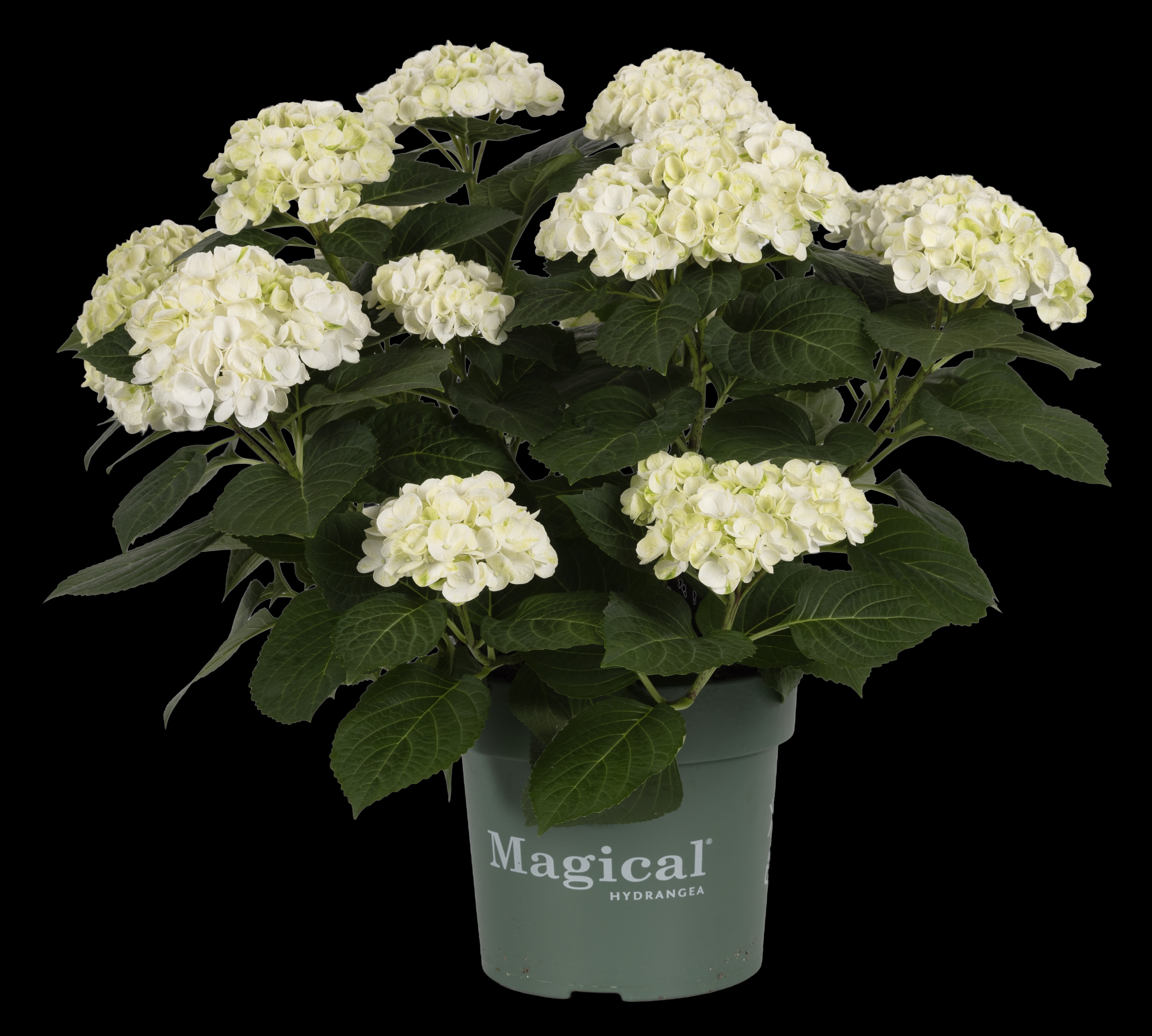 Hydrangea macrophylla Magical® Verdigris™