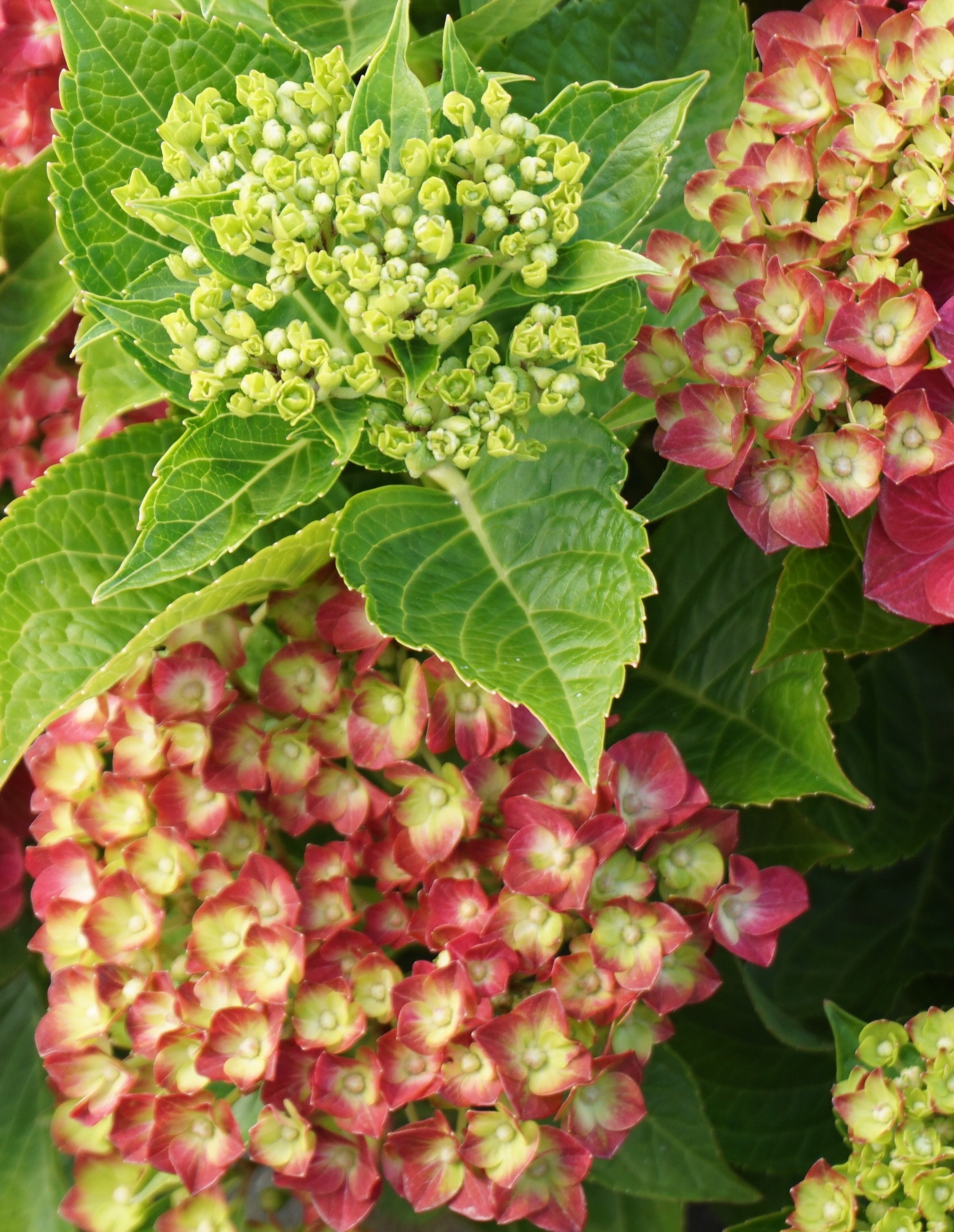 Hydrangea macrophylla Ruby Red™