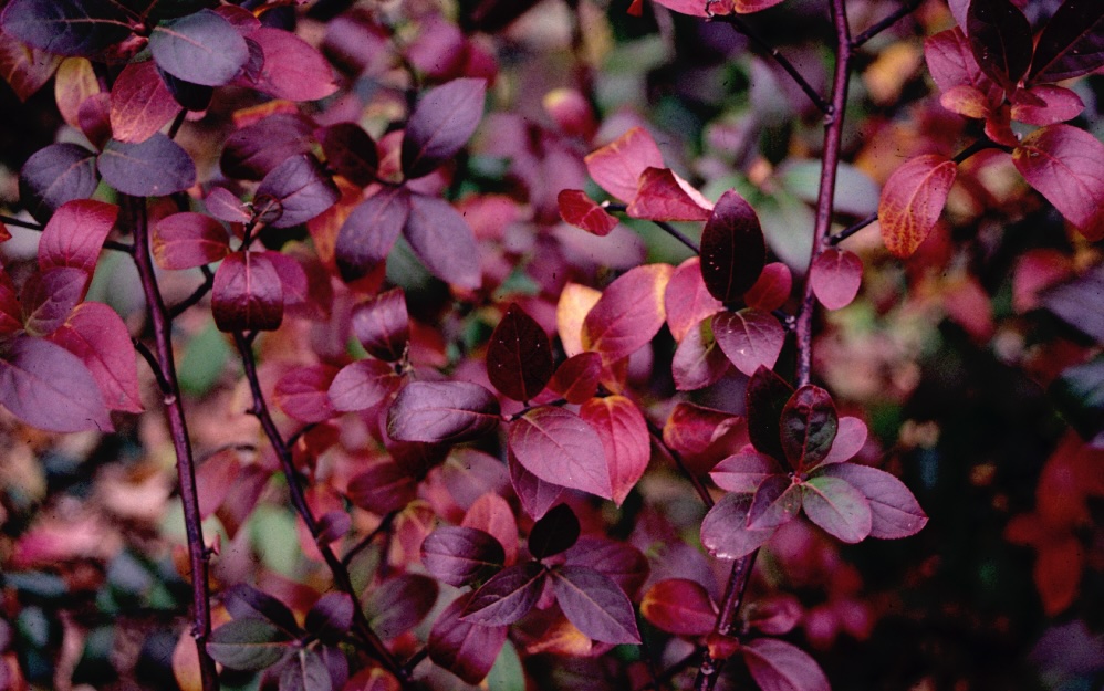 Itea Scarlet Beauty™