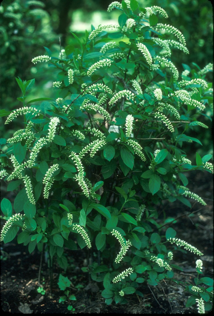 Itea Scarlet Beauty™