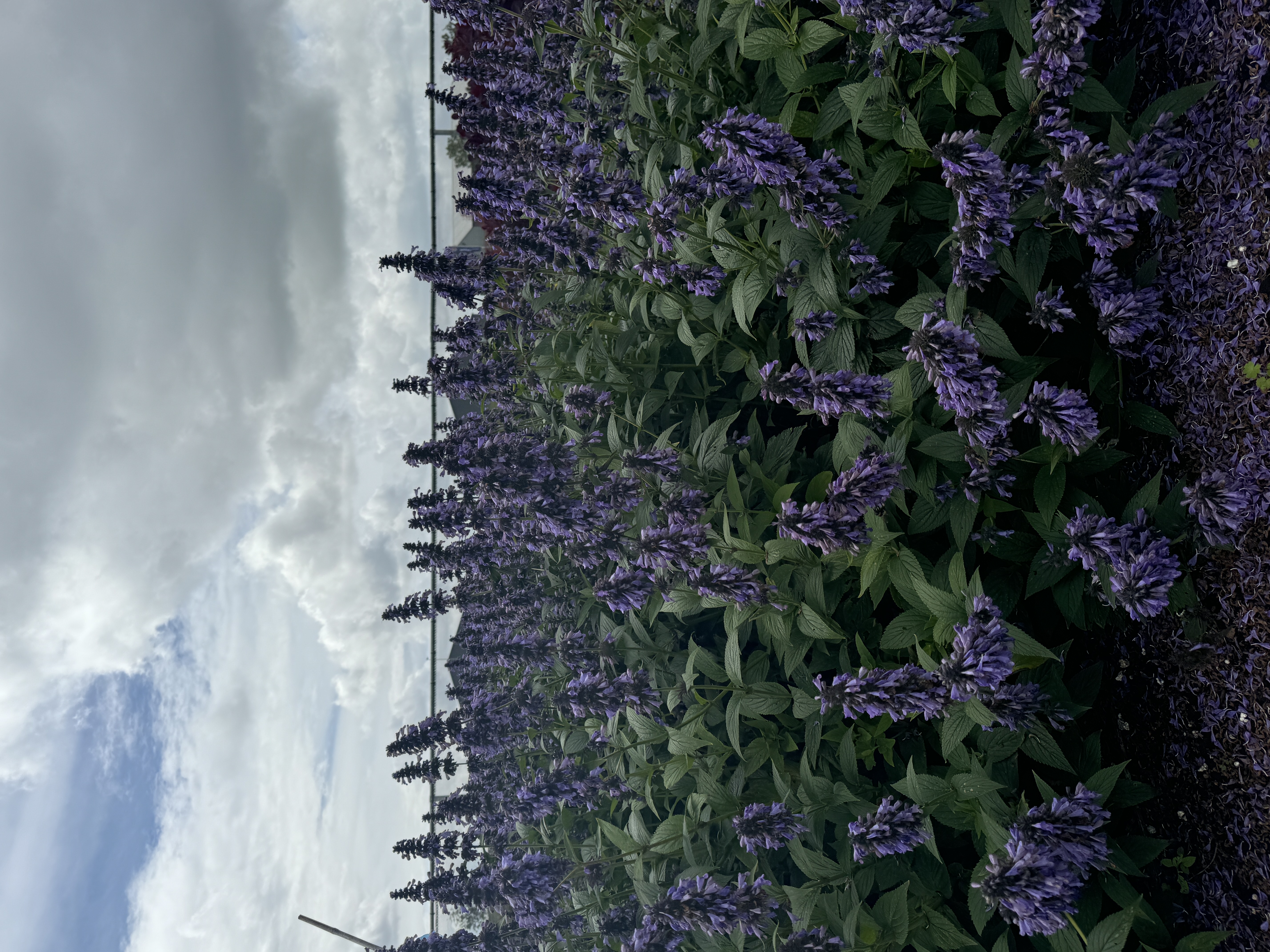 Nepeta Magical Mr. Blue Sky