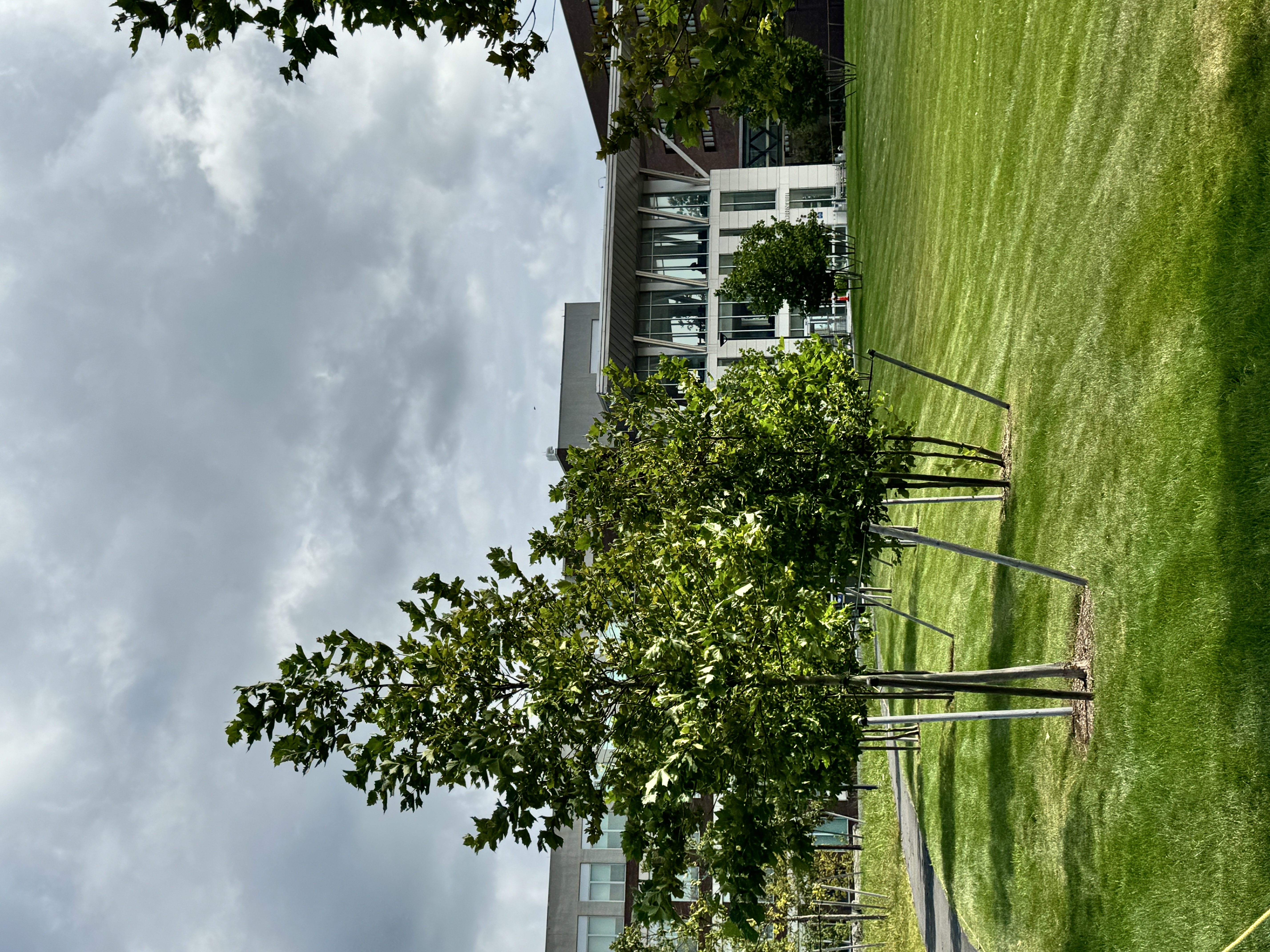 Platanus Exclamation!®