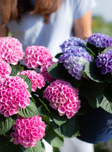 Hydrangea macrophylla Magical® Elizabeth Ashley™