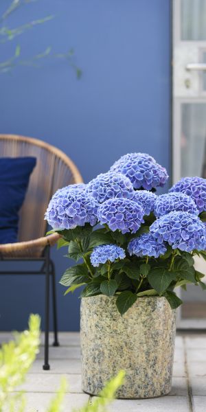 Magical® Hydrangea