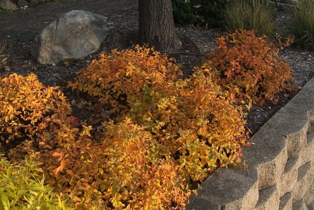 Spiraea Pink-A-Licious®