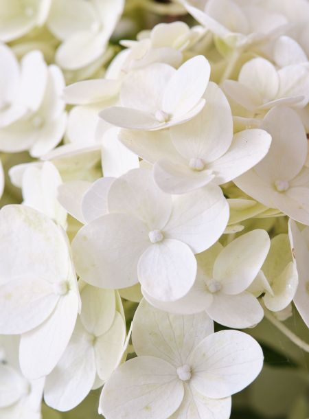Hydrangea paniculata Moonrock™