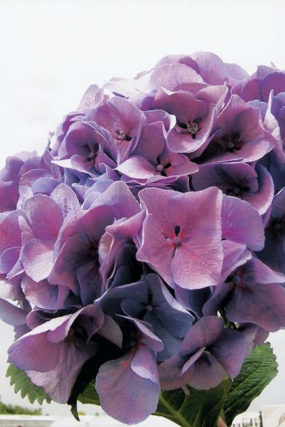 Hydrangea macrophylla Diamond™