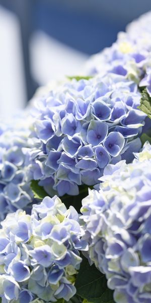 Magical® Hydrangea