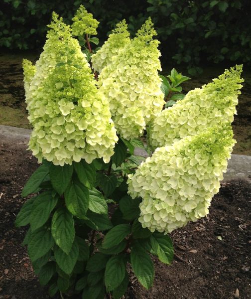 Hydrangea paniculata Moonrock™