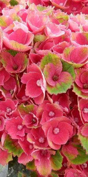 Magical® Hydrangea