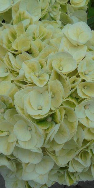 Magical® Hydrangea