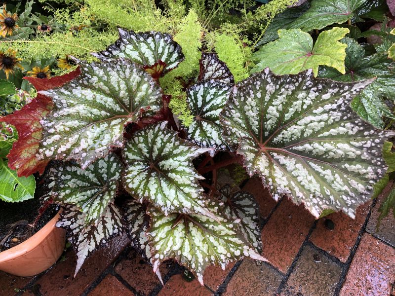 Begonia Summer Storm