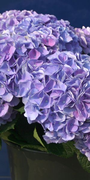 Magical® Hydrangea