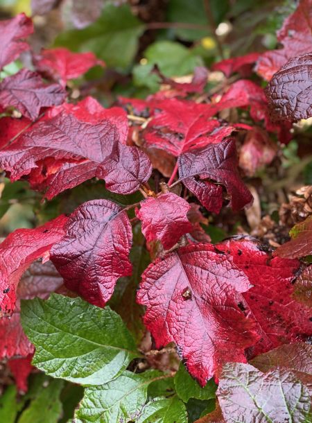 Hydrangea quercifolia Snowcicle