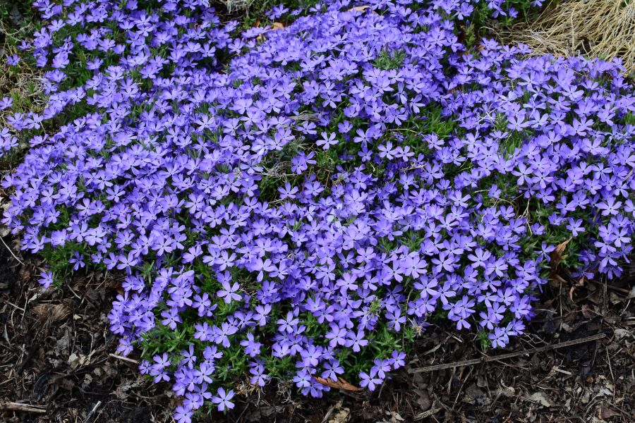 Phlox Violet Pinwheels