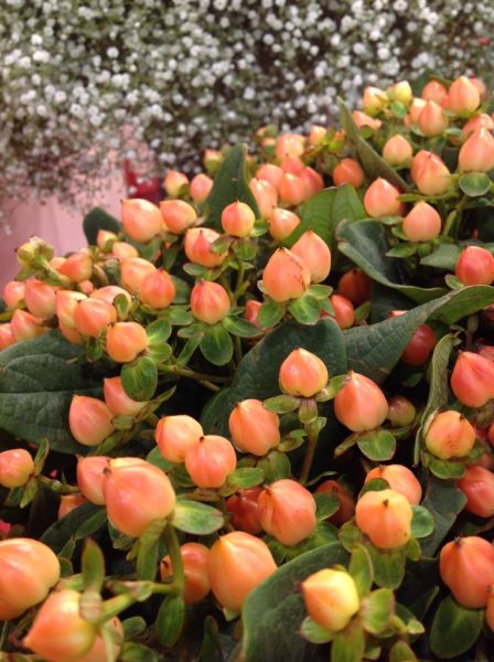 Hypericum inodorum Magical® Desire