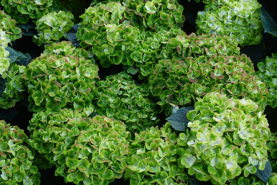 Hydrangea macrophylla Green Cloud™