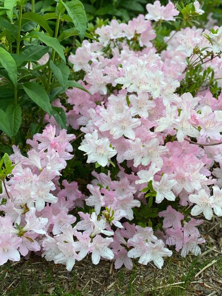 Azalea Chalet® 'Glowing Pink'