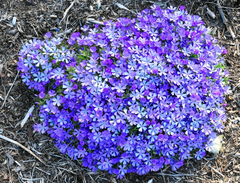 Phlox Violet Pinwheels