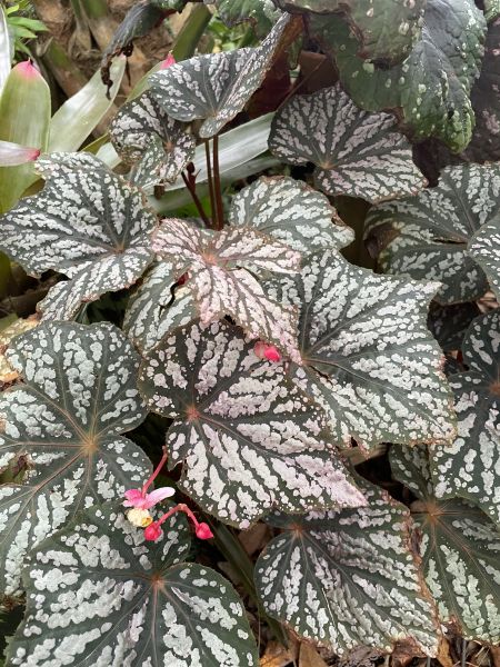 Begonia Lunar Lights™ Little Moon