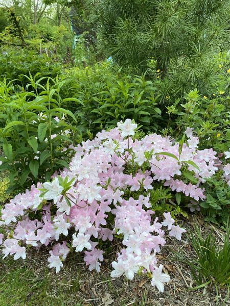 Azalea Chalet® 'Glowing Pink'