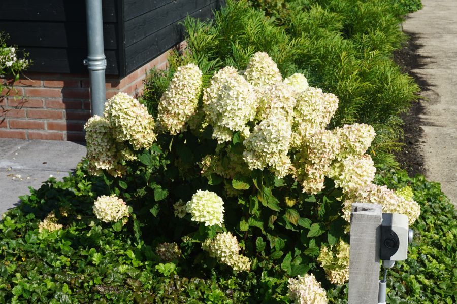 Hydrangea paniculata Magical® Candle