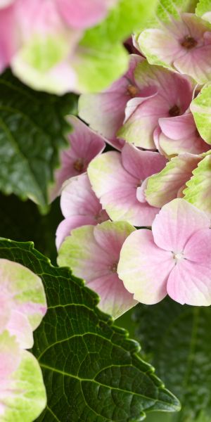 Magical® Hydrangea