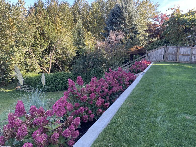 Hydrangea paniculata Bouncy™
