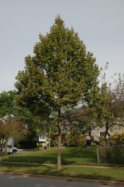 Platanus Exclamation!®