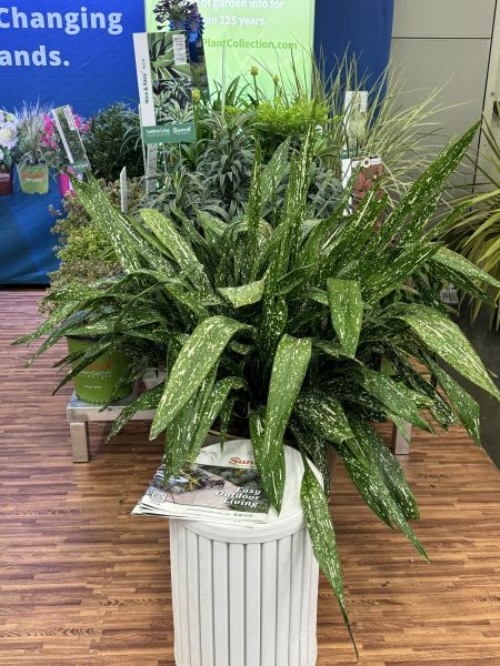 Aspidistra Tokyo Skies™