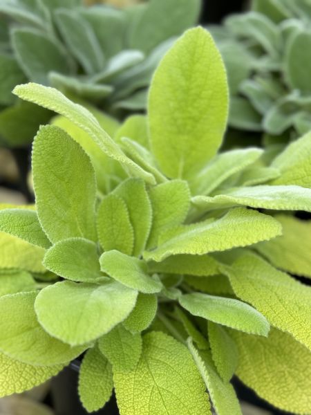 Stachys Key Lime