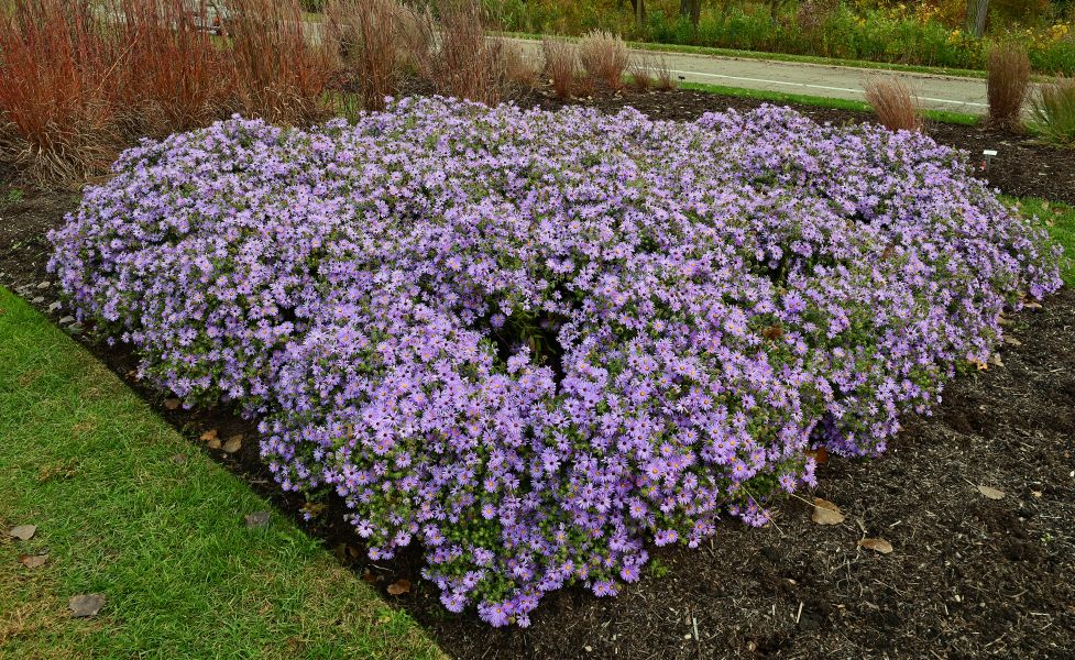 Aster (Symphyotrichum) Billowing Violet