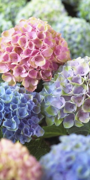 Magical® Hydrangea