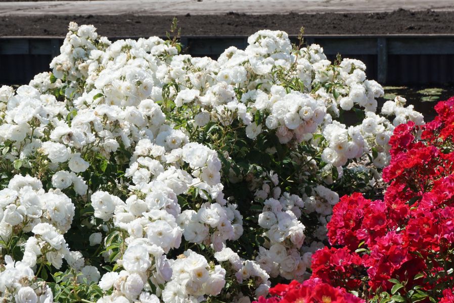 Rosa Nitty Gritty® White