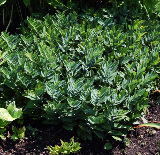 Polygonatum Prince Charming