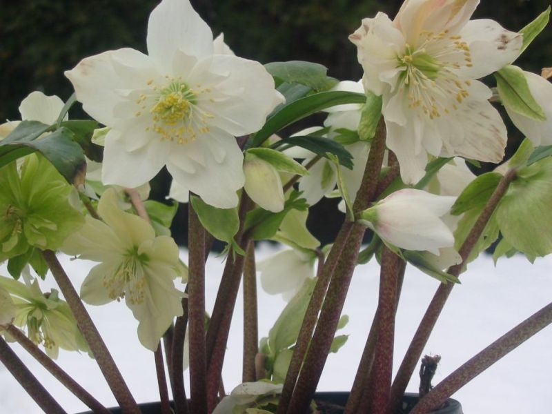 Helleborus Winter Magic™ Double Fashion