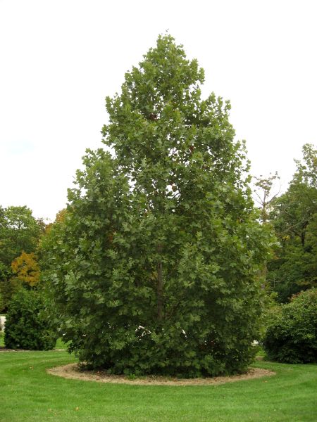 Platanus Exclamation!®