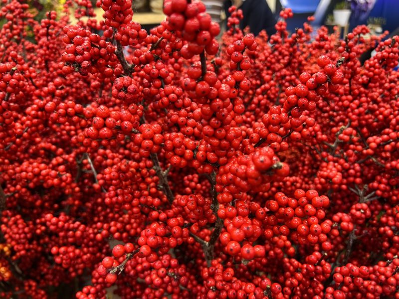 Ilex verticillata Magical® Amaranth