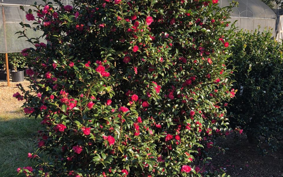 Camellia sasanqua October Magic® Rose