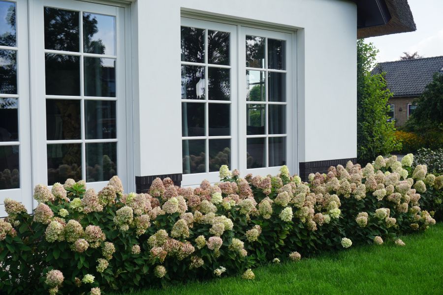 Hydrangea paniculata Magical® Candle