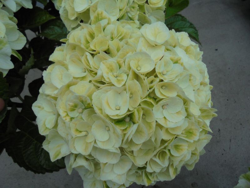 Hydrangea macrophylla Magical® Verdigris